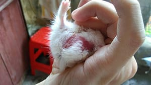 Why Is My Hamster Losing Hair? 5 Common Causes and Solutions - Hammypet