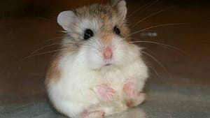 Trimming Hamster Nails Safely: A Step-by-Step Guide - Hammypet