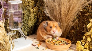 Trimming Hamster Nails Safely: A Step-by-Step Guide - Hammypet