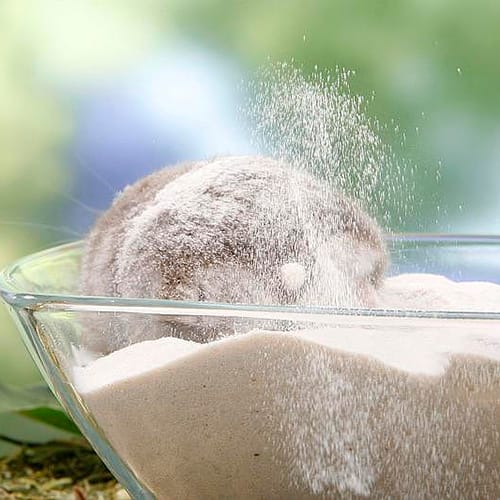 Unveiling the Secrets of Hamster Sand Baths: Your Comprehensive Guide ...
