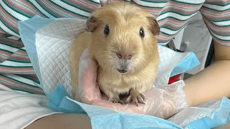 8 Tips to Hold a Guinea Pig Correctly - Handling Your Furry Friend ...
