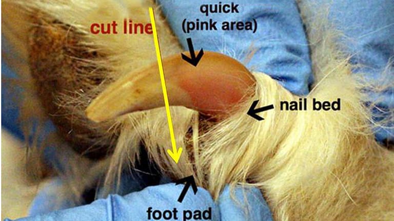 Ultimate Guide to Canine Nail Care: Preventing & Managing Dog Nail ...