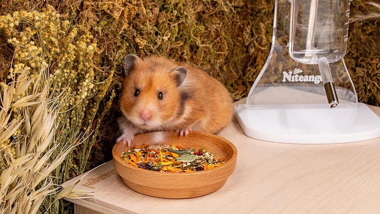What to Do With an Overweight Hamster: A Complete Care Guide - Hammypet