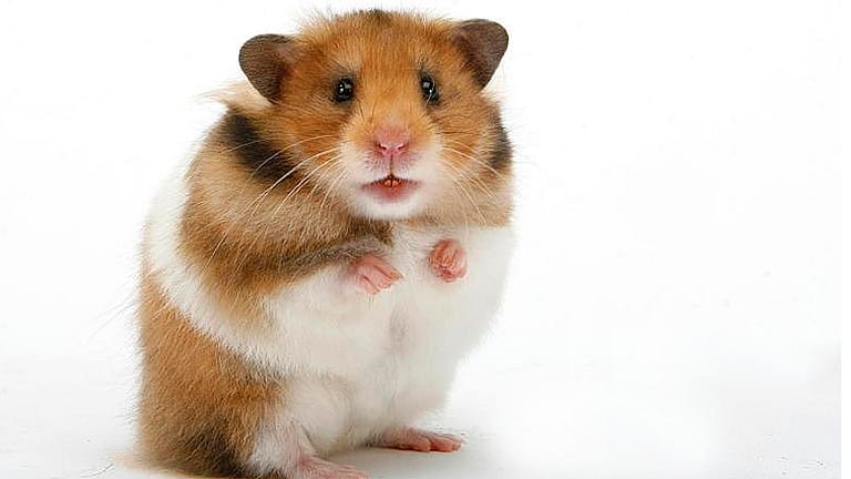 What to Do With an Overweight Hamster: A Complete Care Guide - Hammypet