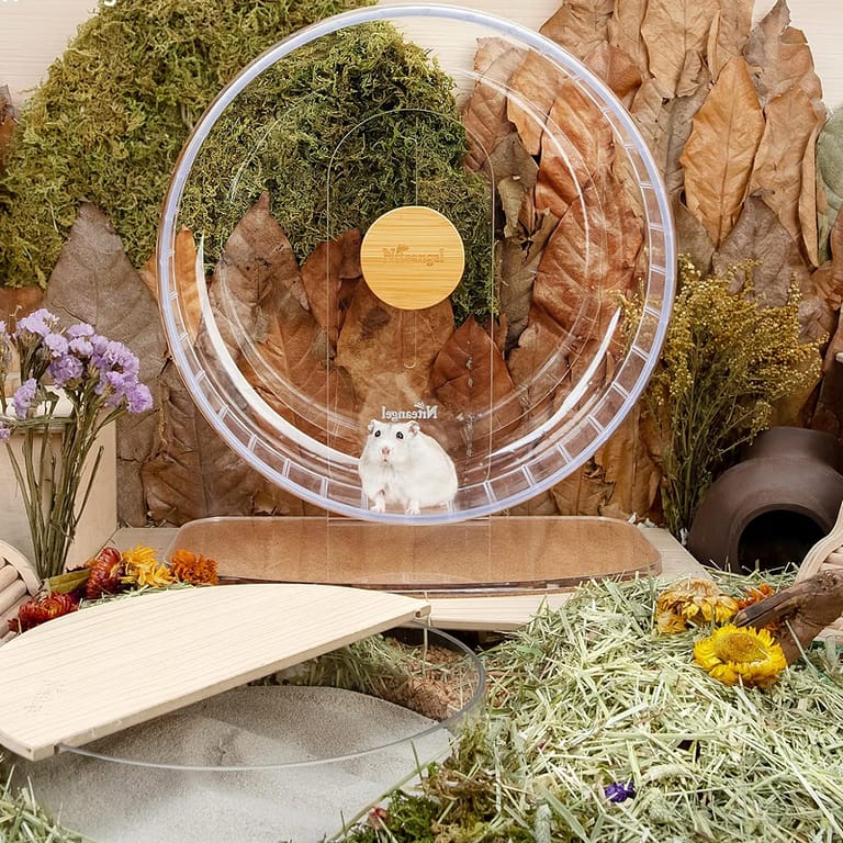 What to Do With an Overweight Hamster: A Complete Care Guide - Hammypet