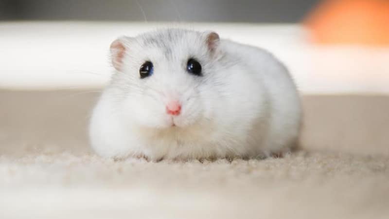 Exploring the World of Pet Hamsters: How They See and Communicate with ...