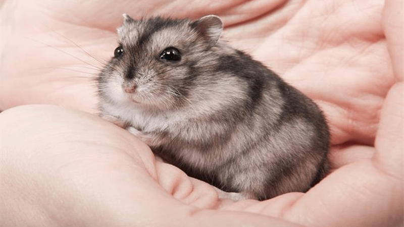 Can Hamsters Recognize Their Names? Exploring Pet Hamster Intelligence ...