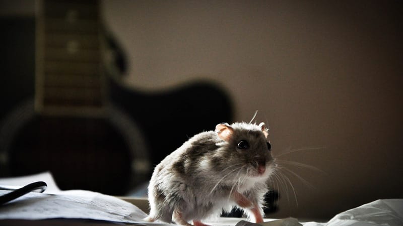 10 Common Stressors for Pet Hamsters: How to Identify and Minimize Them ...