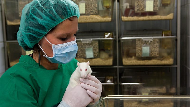 Why Is My Hamster Losing Hair? 5 Common Causes and Solutions - Hammypet