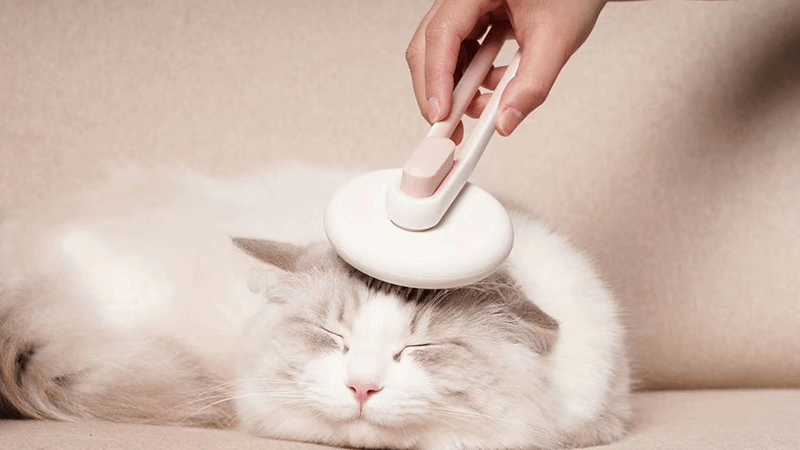 What to Do If Your Cat Gets Stung by a Bee or Wasp: Expert-Backed ...