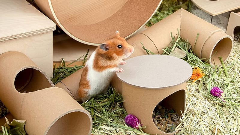 Top 9 Hamster Toys for Physical and Mental Stimulation: From Running ...