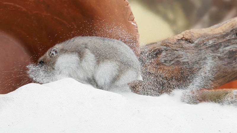 Hamster Toilet Training Tips and 6-Step Guide to Cleaning Your Hamster ...
