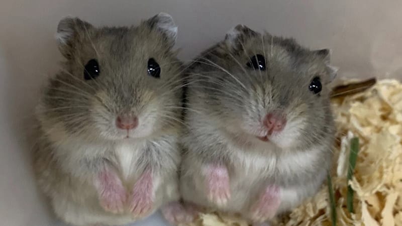 Exploring the World of Pet Hamsters: How They See and Communicate with ...