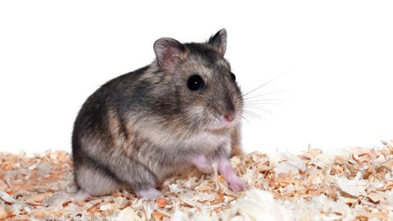 Beating the Heat: Recognizing and Treating Heat Stroke in Hamsters ...