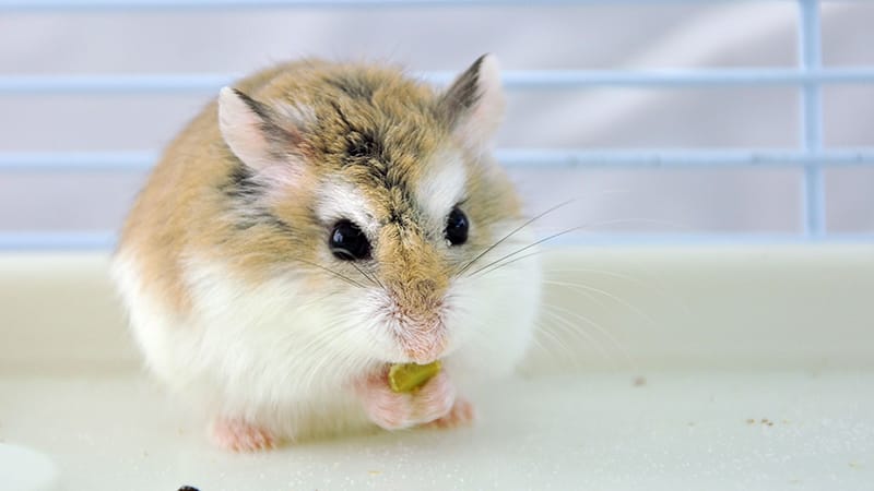 Hamster Toilet Training Tips and 6-Step Guide to Cleaning Your Hamster ...