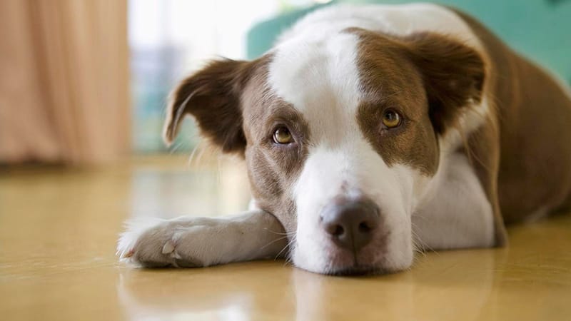 6 Common Causes of Dog Fever and How to Treat Them - Hammypet