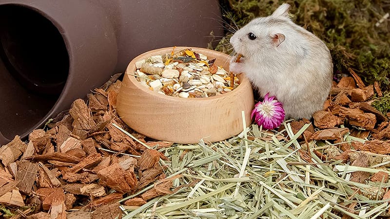 Understanding Hamster Aging Signals and 8 Key Tips for Caring for ...