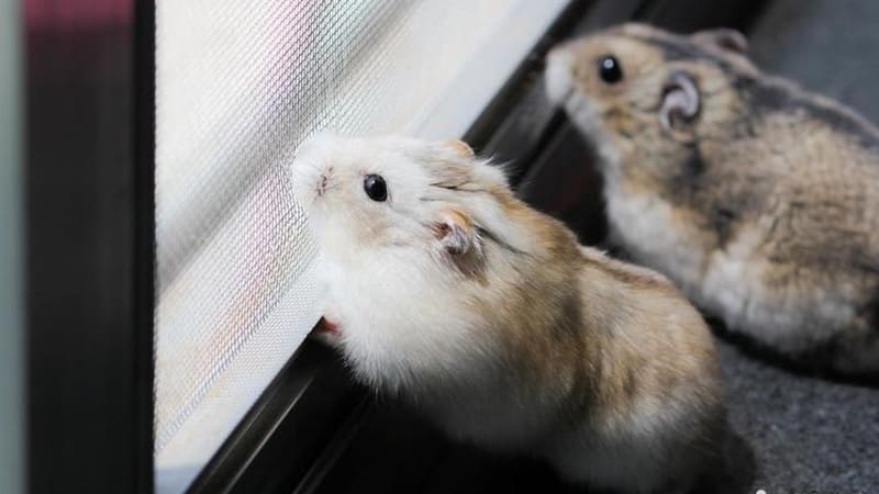 Preventing Hamster Escapes & lost: 5 Common Reasons and Solutions for ...