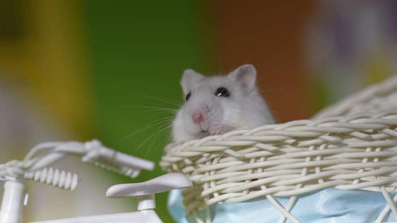 Preventing Hamster Escapes & lost: 5 Common Reasons and Solutions for ...