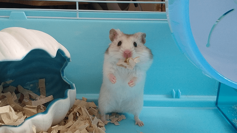 Can Hamsters Recognize Death? Understanding How Hamsters Cope with the ...