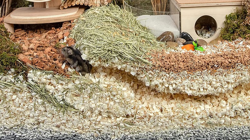 Hamster Bedding Worm Infestation: Causes, Symptoms, and Prevention ...