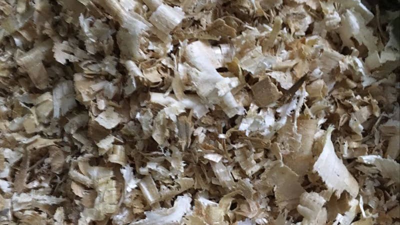 Hamster Bedding Worm Infestation: Causes, Symptoms, and Prevention ...