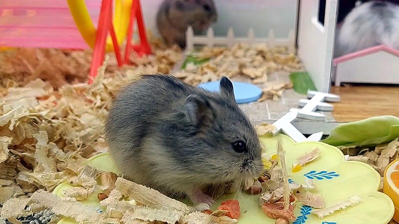 Can Hamsters Recognize Death? Understanding How Hamsters Cope with the ...