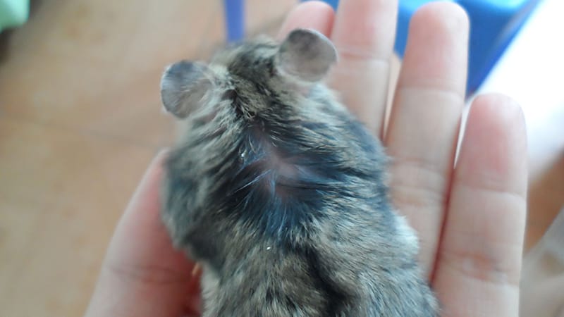 Hamster Bedding Worm Infestation: Causes, Symptoms, and Prevention Methods - Hammypet