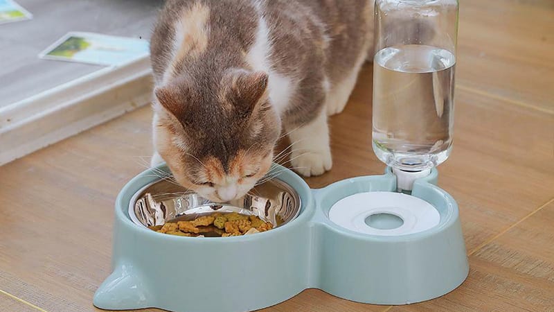 The Ultimate Guide to Cat Care: 7 Essential Supplies and Tips for New ...