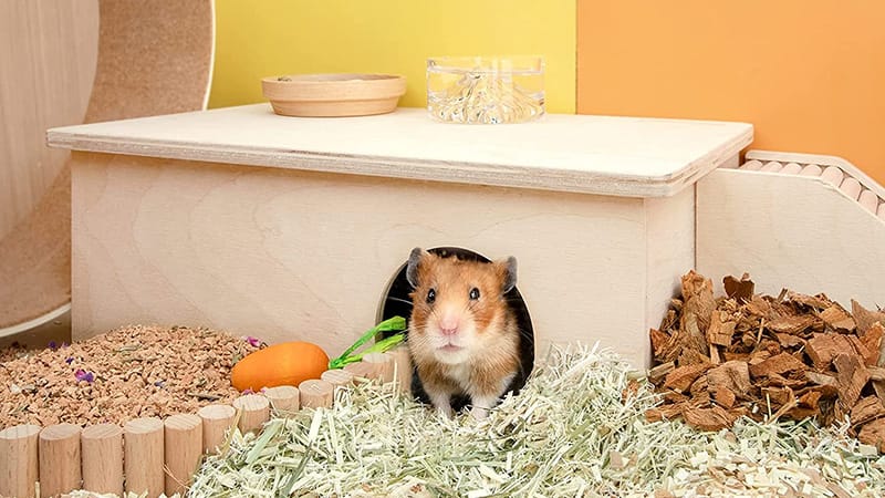 10 Common Stressors for Pet Hamsters: How to Identify and Minimize Them ...