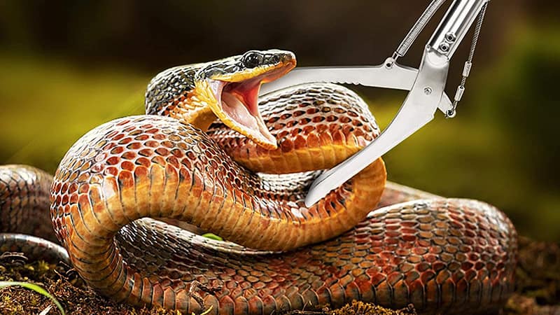 Owning a Snake as a Pet: What You Need to Know Beforehand - Hammypet