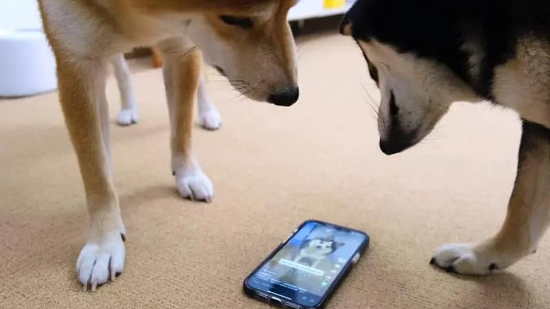 Understanding Why Dogs Fear Loud Noises and How to Help Them: 5 Tips ...