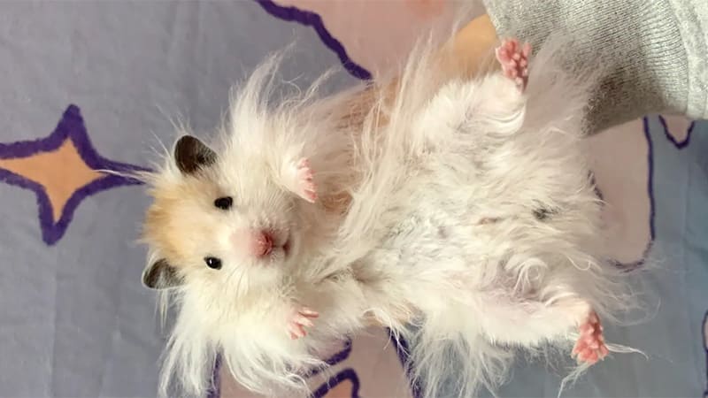 Why Is My Hamster Losing Hair? 5 Common Causes and Solutions - Hammypet