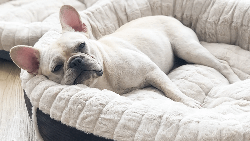 Senior Dog Care: 9 Signs of Aging and Tips for Caring for Your Aging ...