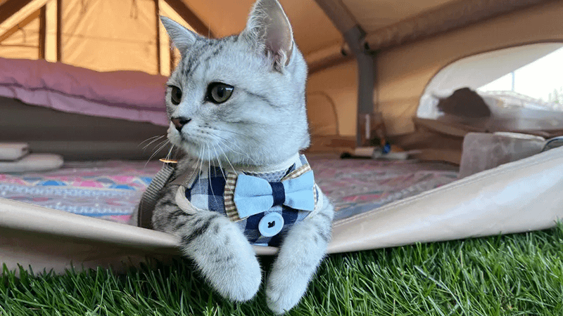 Essential Tips for Camping with Your Cat in Summer | A Comprehensive ...