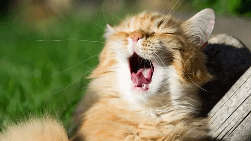 Is My Cat Happy? 15 Signs to Look For: A Comprehensive Guide - Hammypet