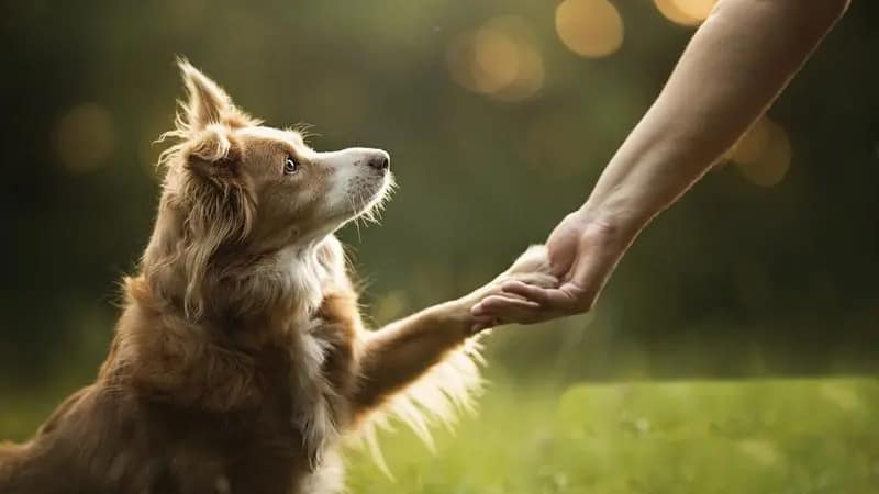 Can Dogs Recognize Themselves? Understanding the Perception of Pet ...