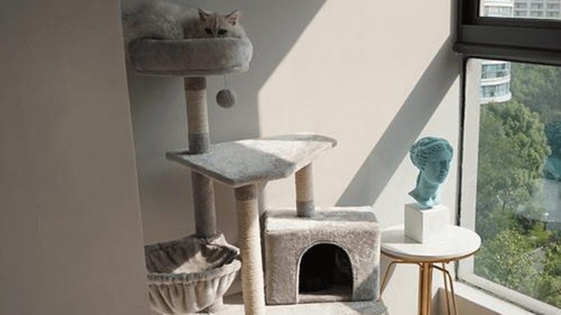 Why Do Cats Love Being in High Places? Exploring the Fascination with ...