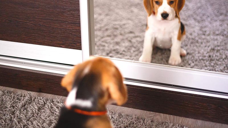 Can Dogs Recognize Themselves? Understanding the Perception of Pet ...