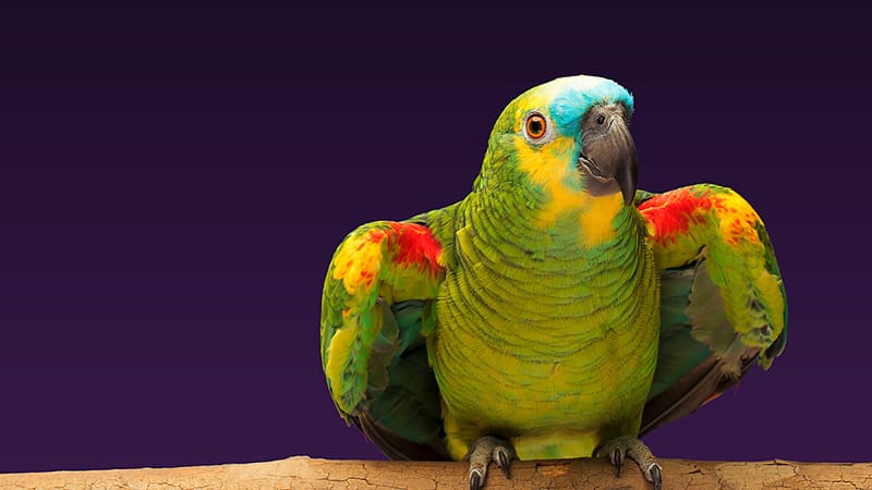 Most Talkative Pet Birds in the World - A Chatterbox Countdown - Hammypet