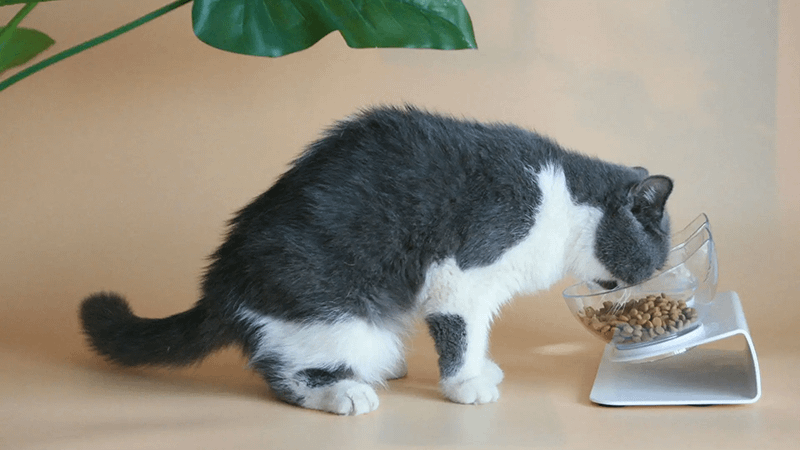 Feline Weight Management: Causes of Cat Weight Gain and Effective ...