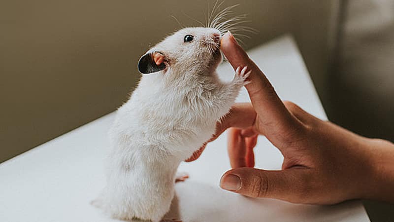 Trimming Hamster Nails Safely: A Step-by-Step Guide - Hammypet