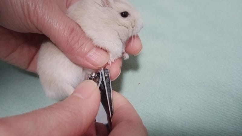 Trimming Hamster Nails Safely: A Step-by-Step Guide - Hammypet