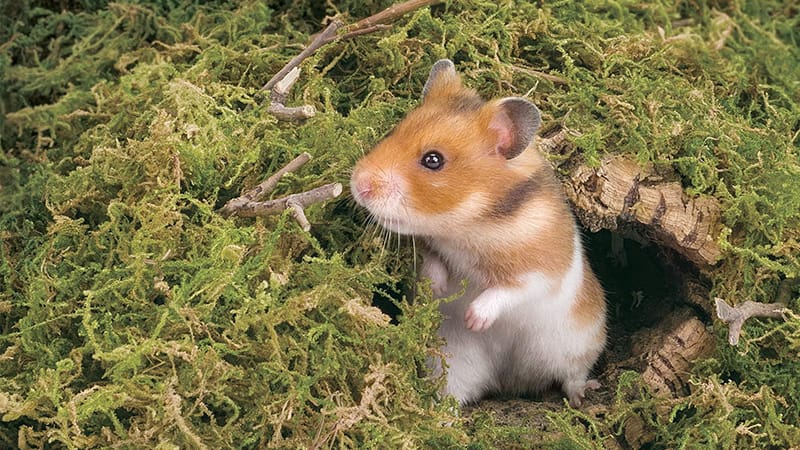 Can Domesticated Hamsters Survive in the Wild? Exploring Their Survival ...