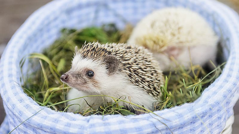 Hedgehog Social Behavior: Are They Solitary or Group-Living Animals ...