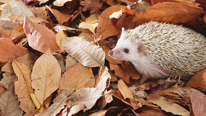 Hedgehog Behavior: Are They Nocturnal, and Can They See in the Dark ...