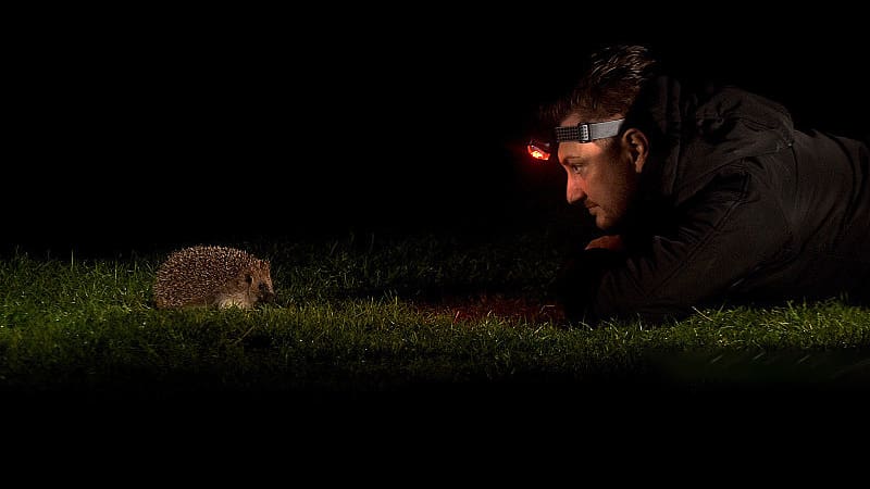 Hedgehog Behavior: Are They Nocturnal, and Can They See in the Dark ...