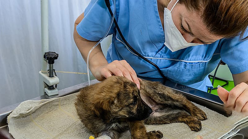 Training Your Dog to Avoid Snakes: Aversion Techniques and Tips - Hammypet