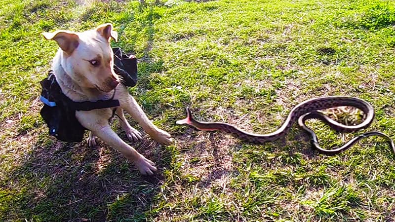 Training Your Dog to Avoid Snakes: Aversion Techniques and Tips - Hammypet