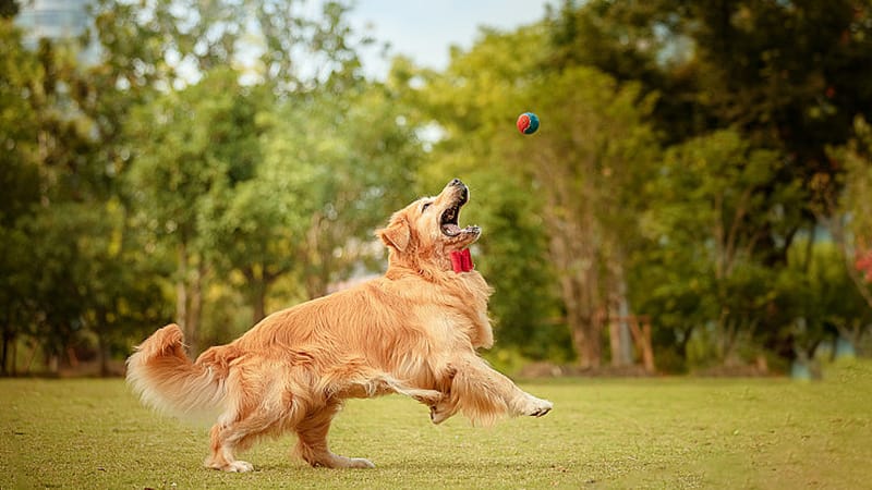 Why Do Dogs Chase Shadows? Unraveling Canine Instincts and Behaviors ...